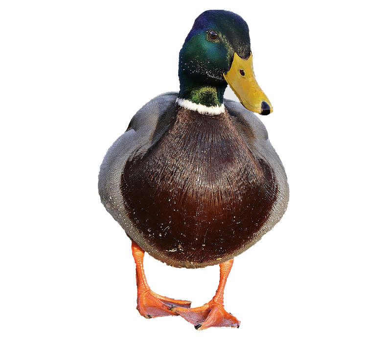 Kachny - AMV Trade - krmiva Česká Lípa